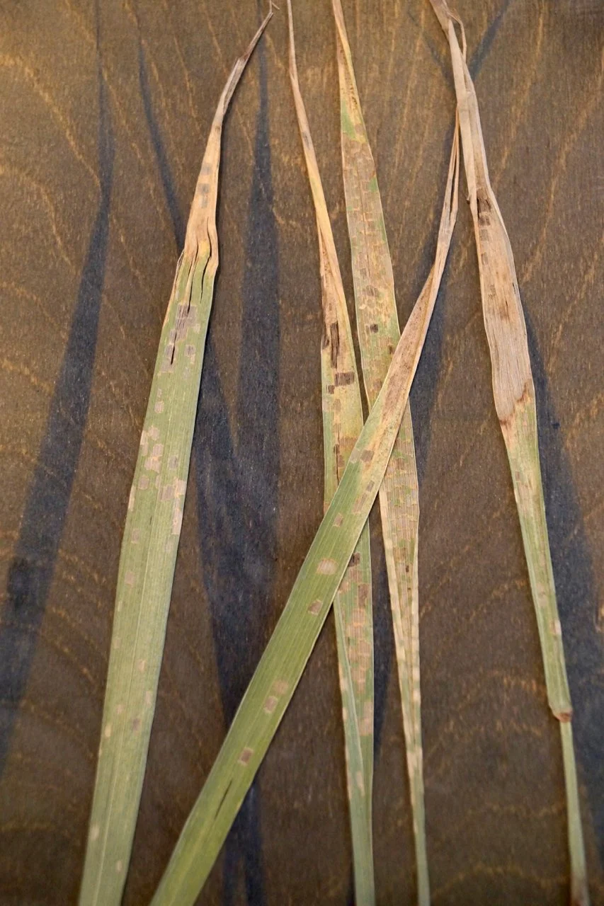 Gifts of Imperfection Collection — Claire Coté