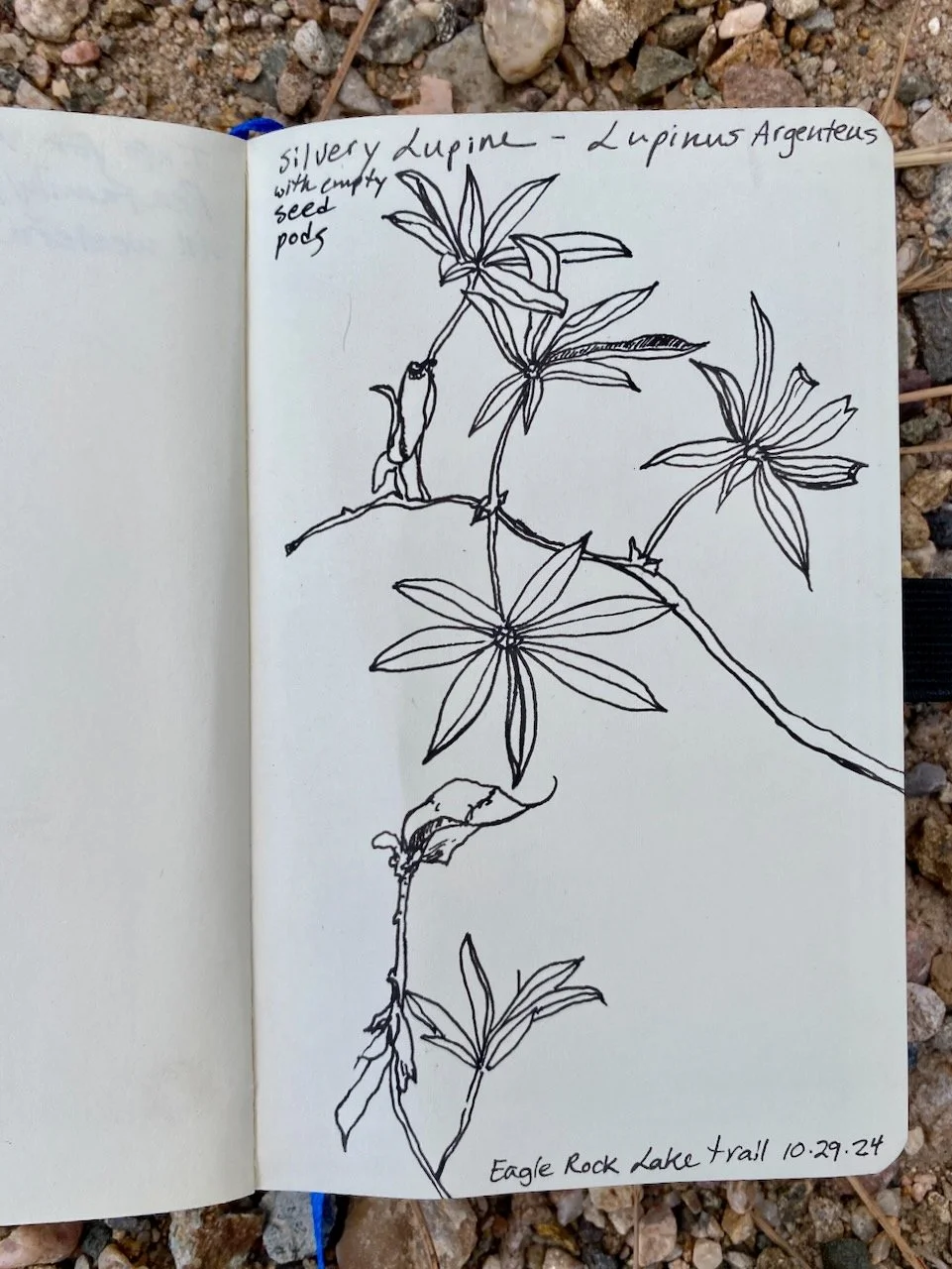 Plant Neighbors Project — Claire Coté
