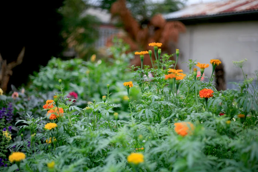 Small Flower Farm Australia | Best Flower Site
