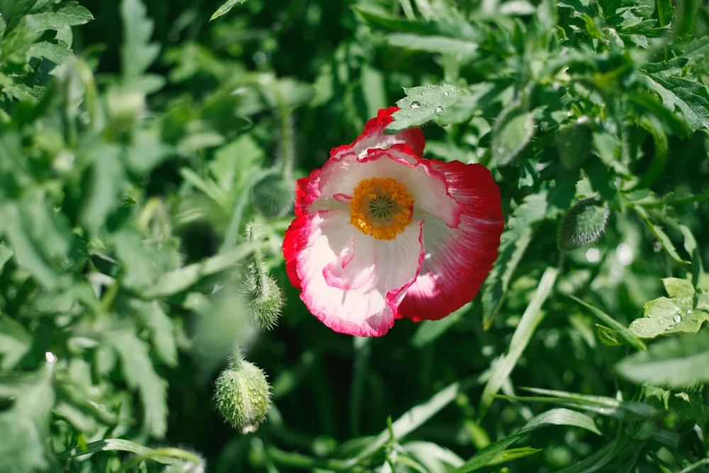 Small Flower Farm Australia | Best Flower Site