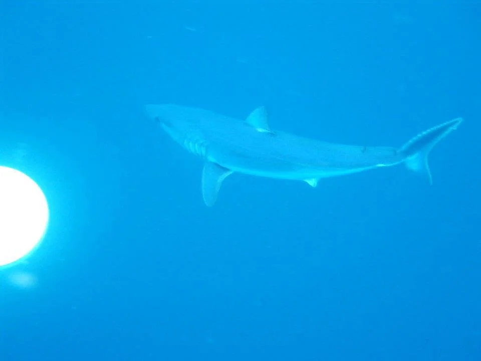 Shark-Diving in Gisborne, New Zealand — Jayfarers
