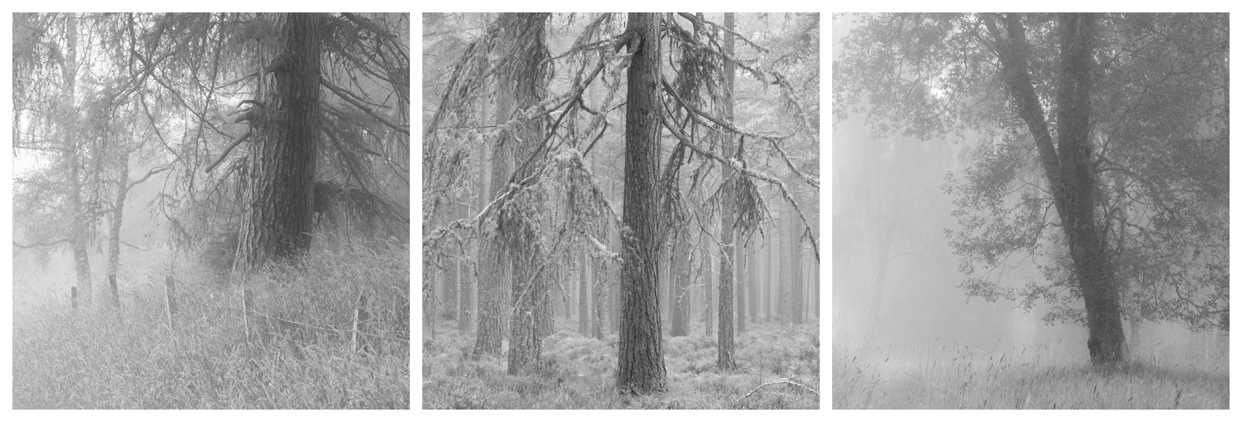 circa 35mm - Euan Ross