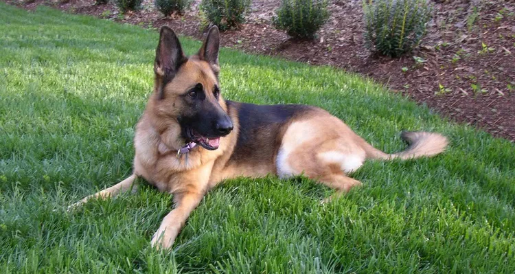 How to Train Your German Shepherd — Tully's Training