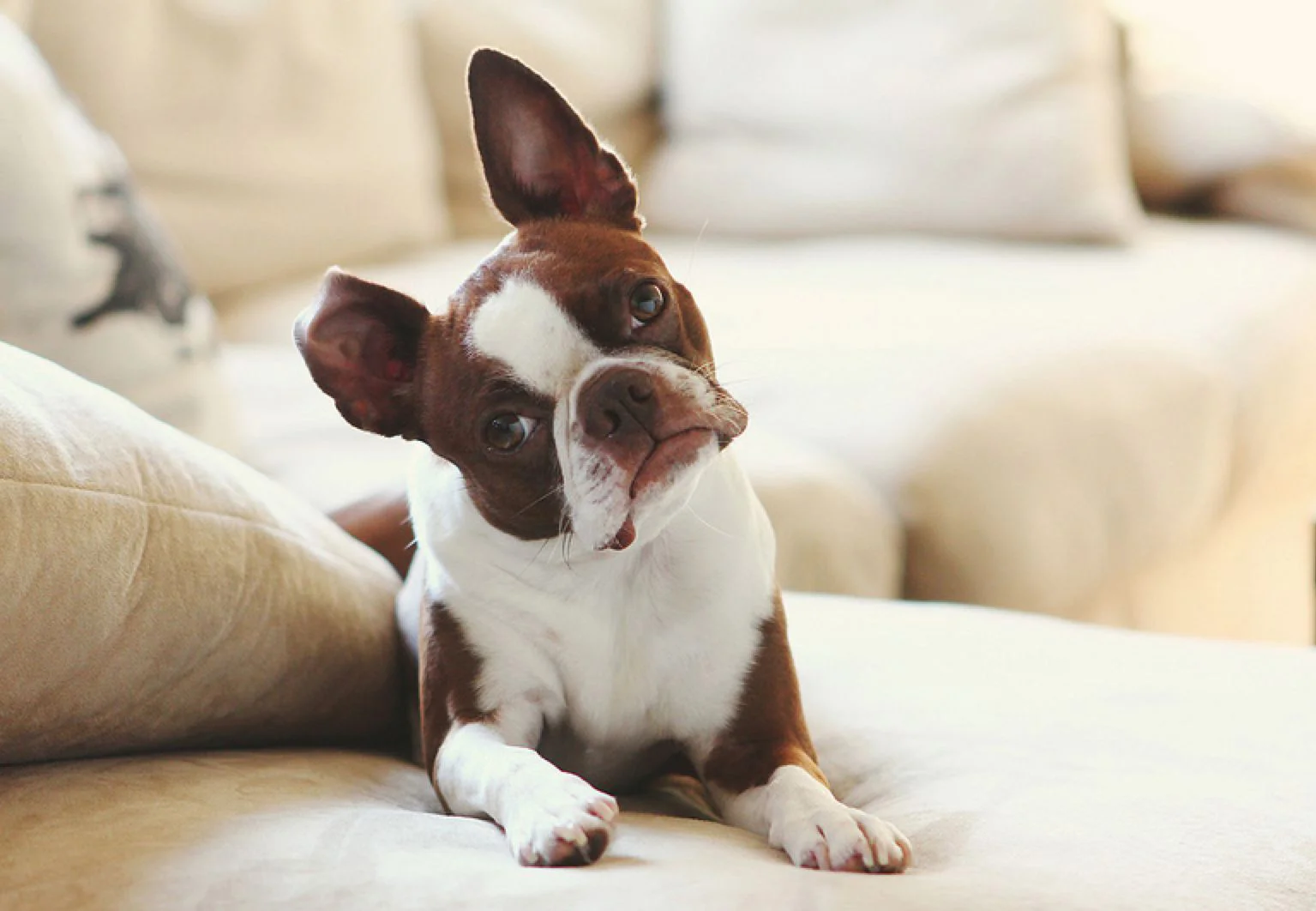 What's In a (Dog's) Name? How to Pick the Right Name for Your Dog ...