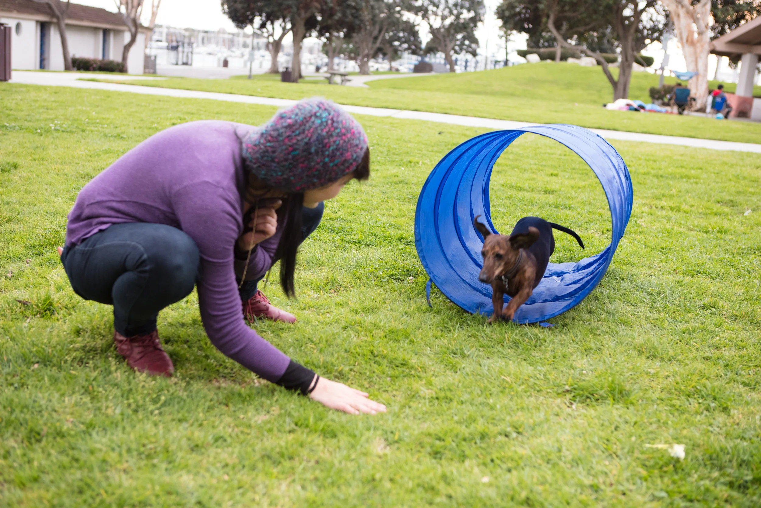 10 Games to Play With Your Dog for Enrichment — Tully's Training