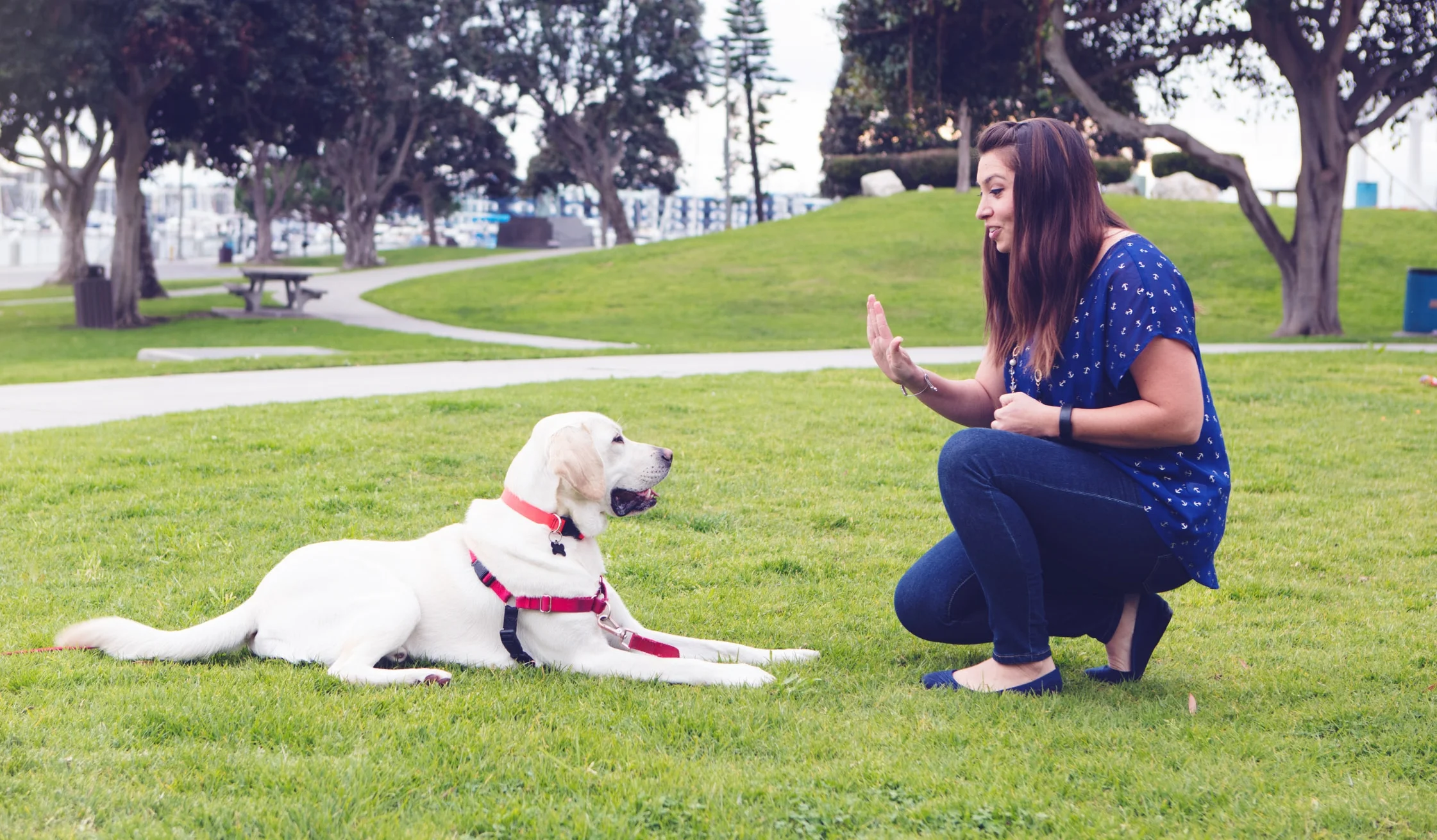 Group Dog Training Classes at Healthy Spot — Tully's Training