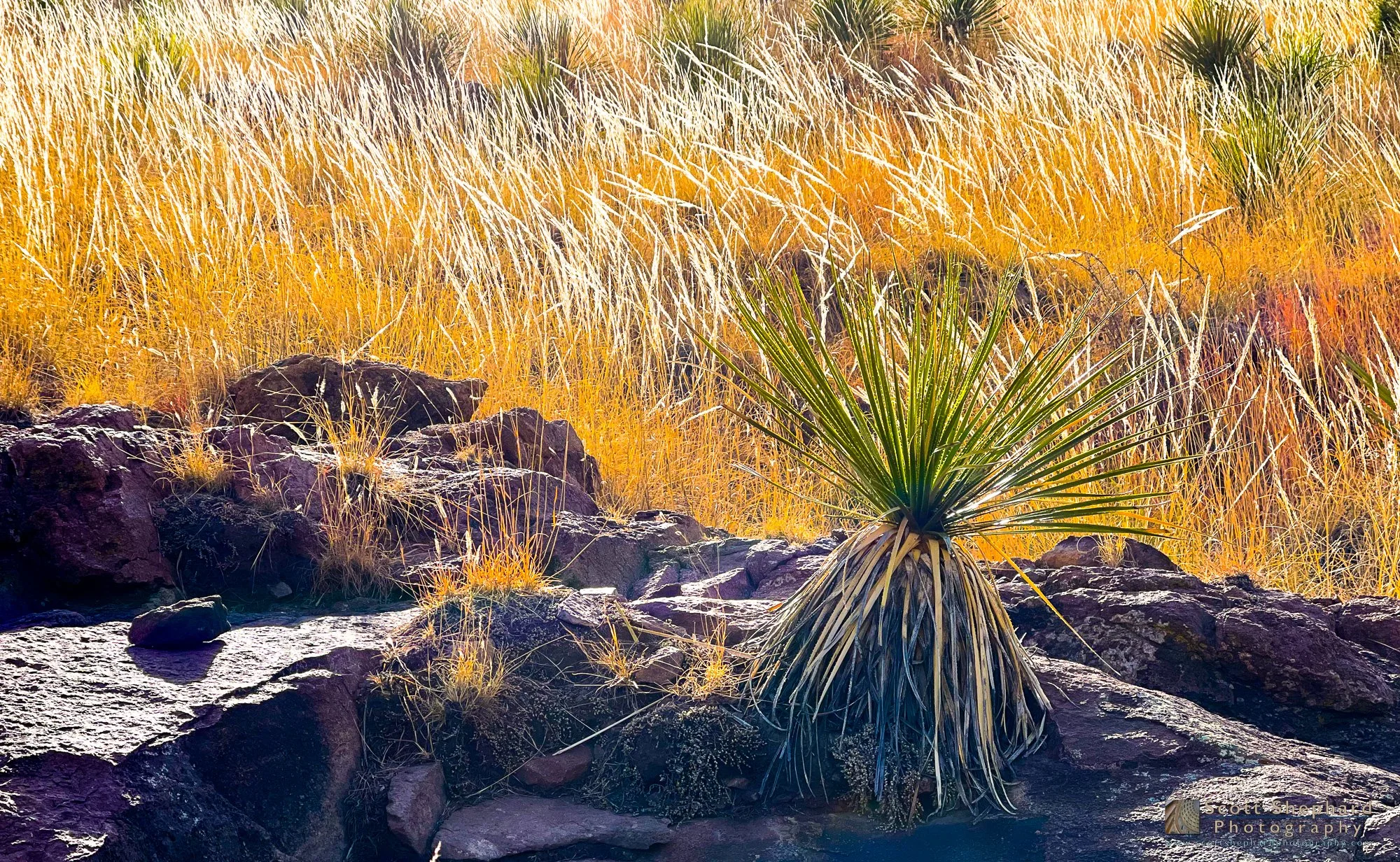 22.02.21 It's Electric, Too!— Scott Shephard Photography