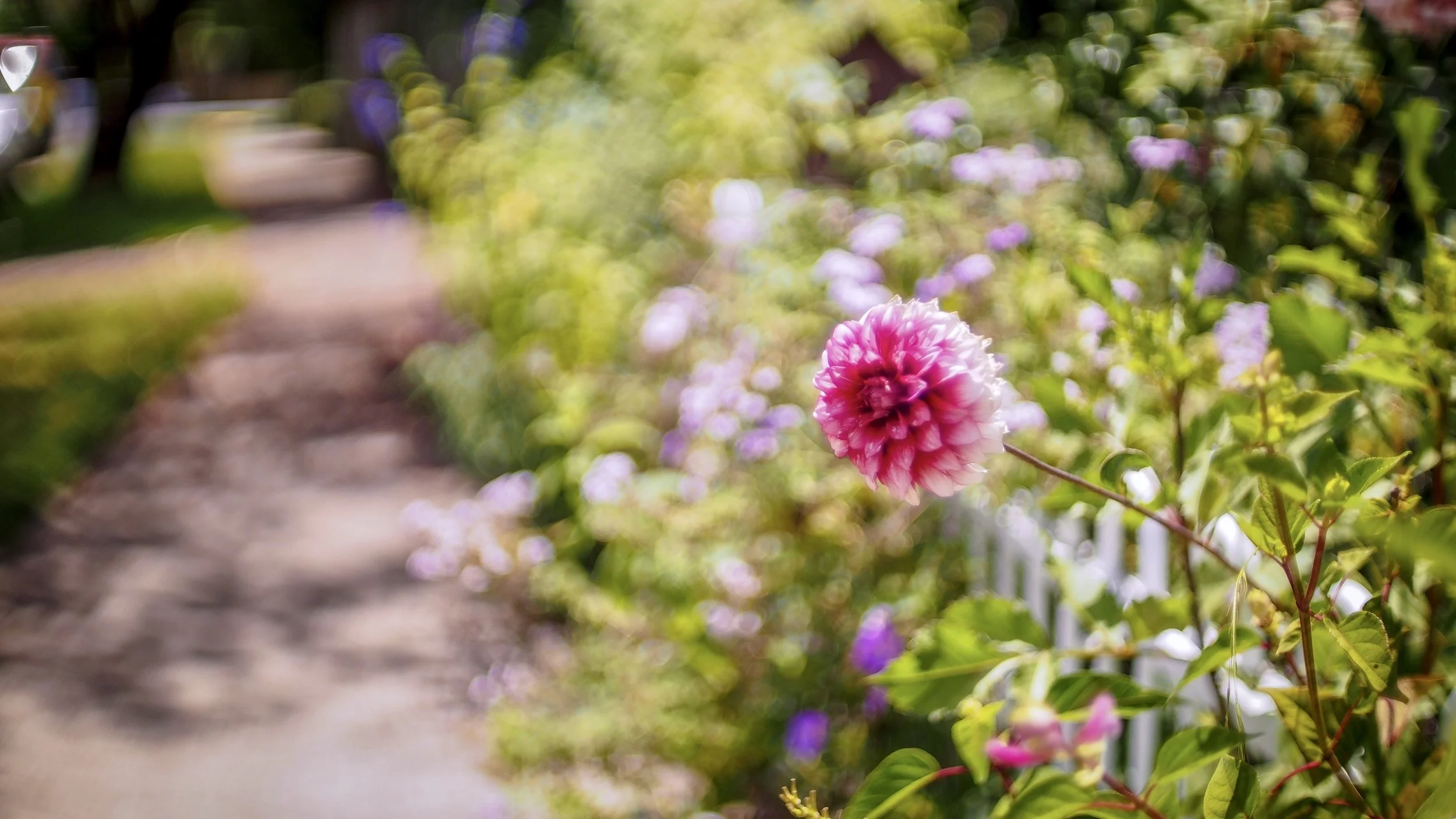 Som Berthiot 50mm F0.95 Rank Taylor Hobson Monital — LEICA MOMENT REVIEW