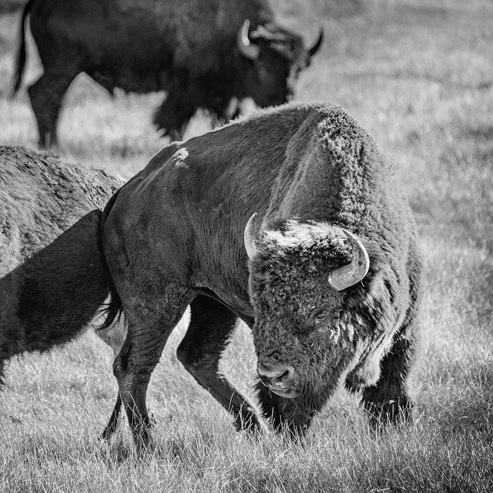 Photo Prints — Heidi Randall Studios