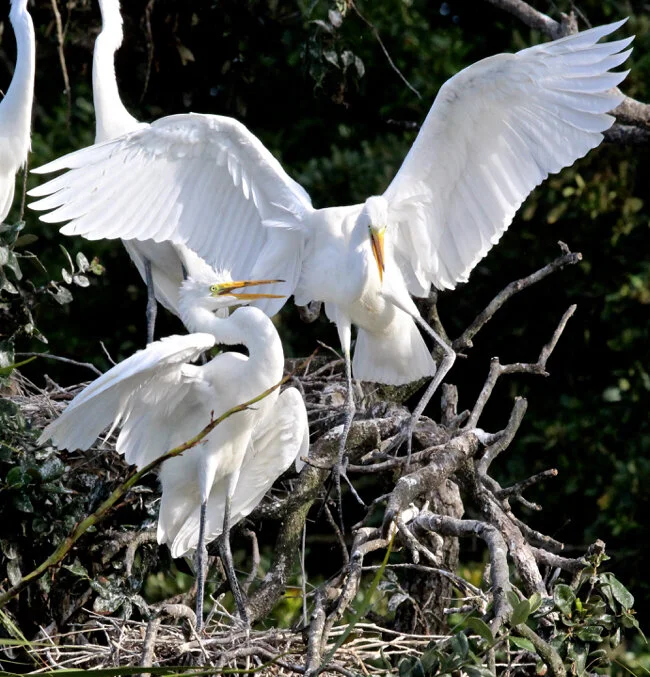 A Look into the Great Egret’s Nesting Habits ~ raising the next ...