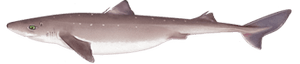 Spiny Dogfish — Mid-Atlantic Fishery Management Council