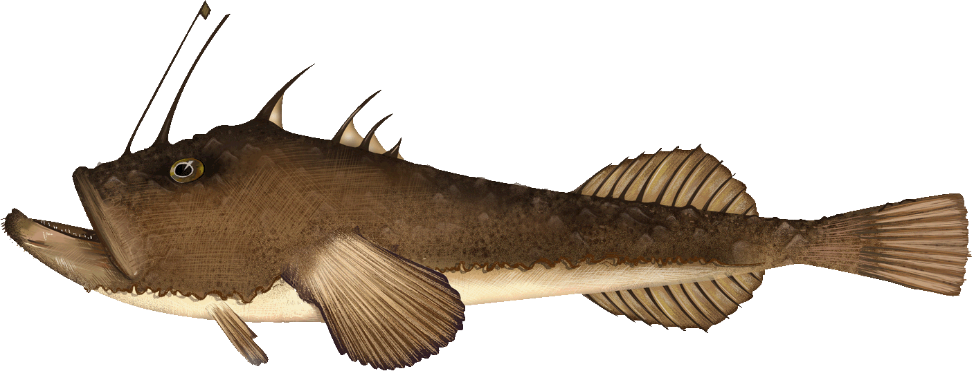 Mid-Atlantic Fishery Management Council — Monkfish