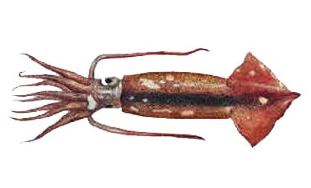 Mackerel, Squid, Butterfish — Mid-Atlantic Fishery Management Council