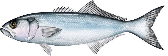 Bluefish — Mid-Atlantic Fishery Management Council