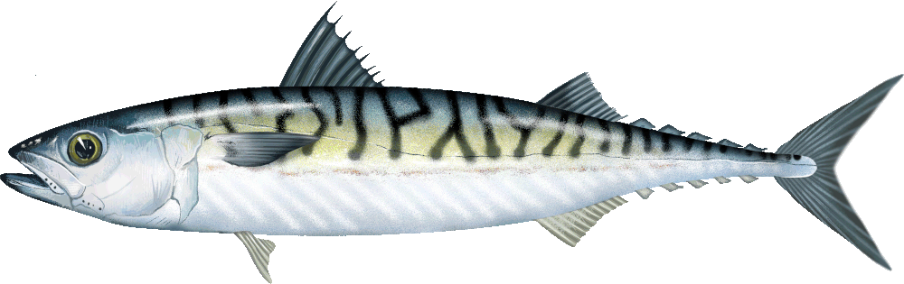 Atlantic Mackerel Rebuilding 2.0 Amendment with Specifications ...
