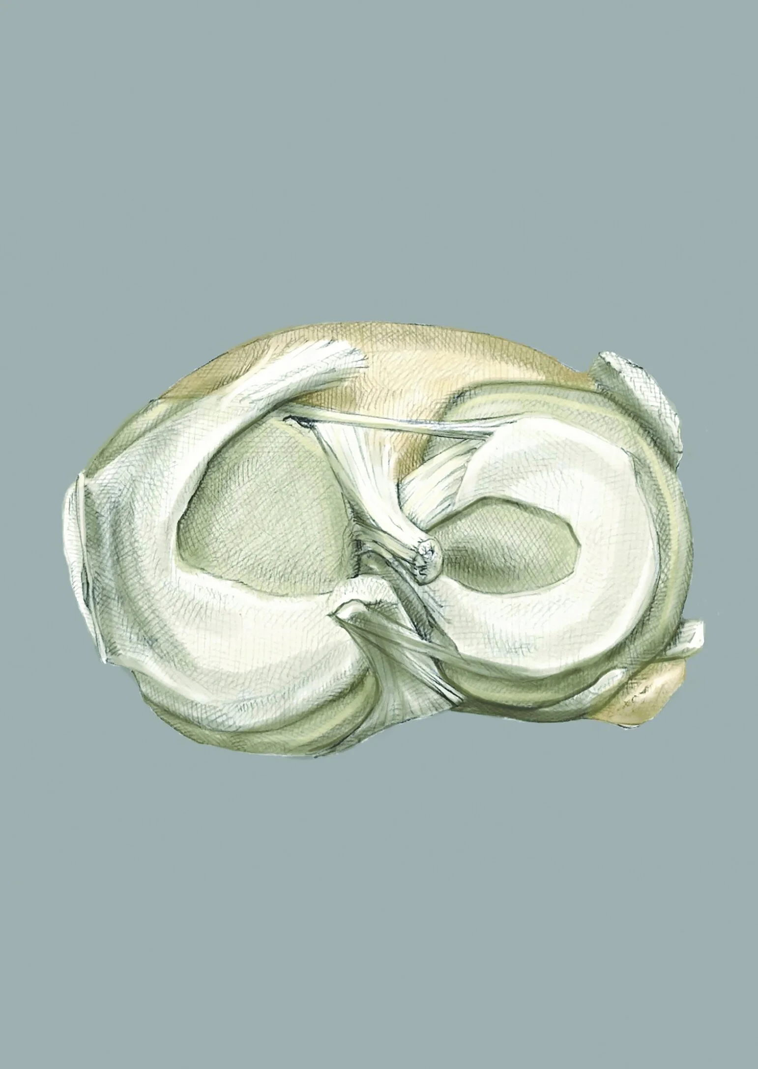 Mission and History — Meniscus Transplantation Study Group