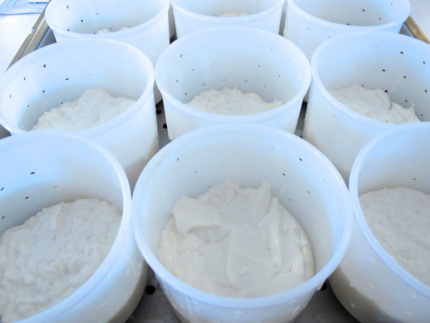 Cottage Cheese Making — Tasting Page