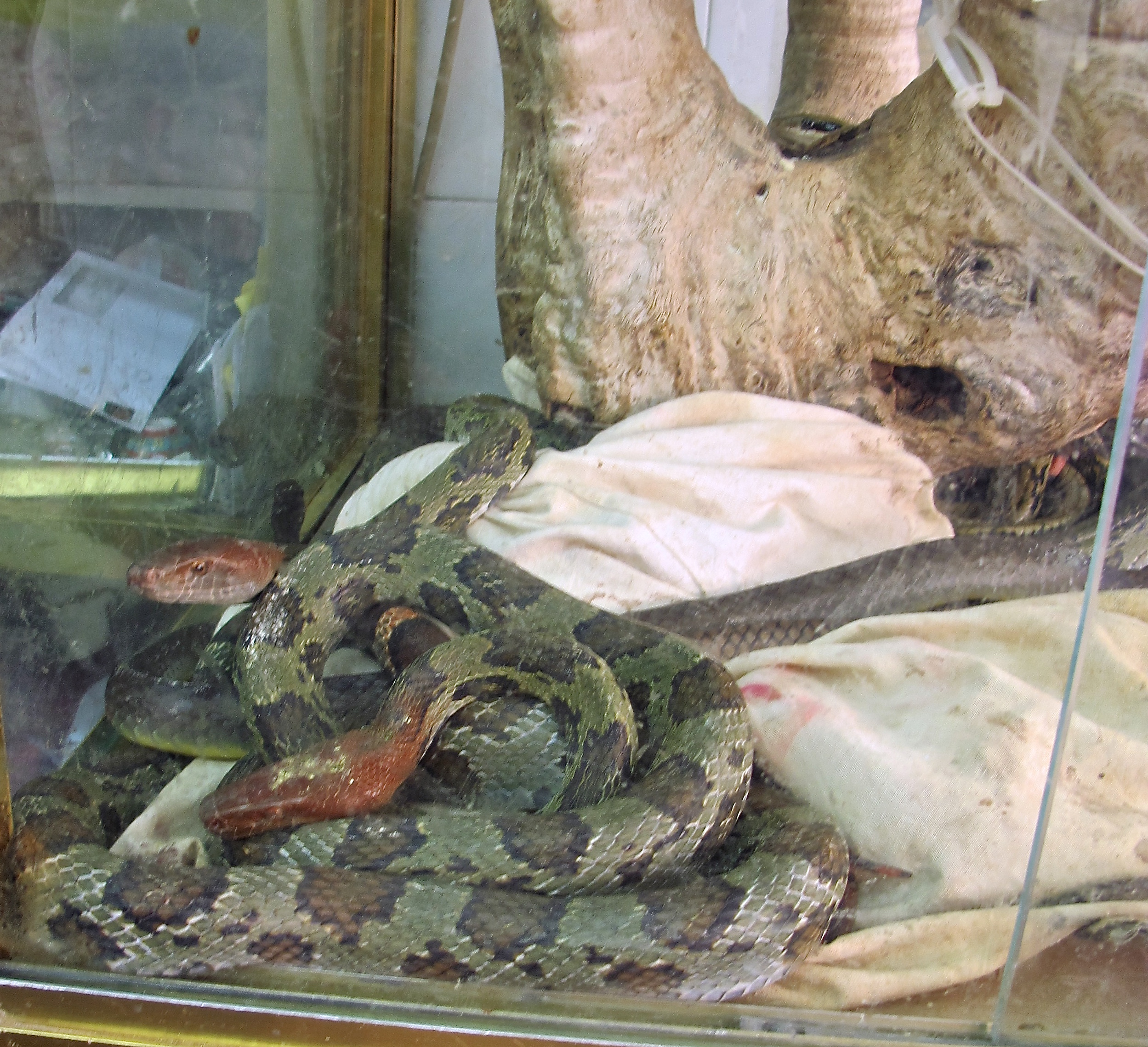 Hong Kong Food: From Snakes to Ducks — Tasting Page