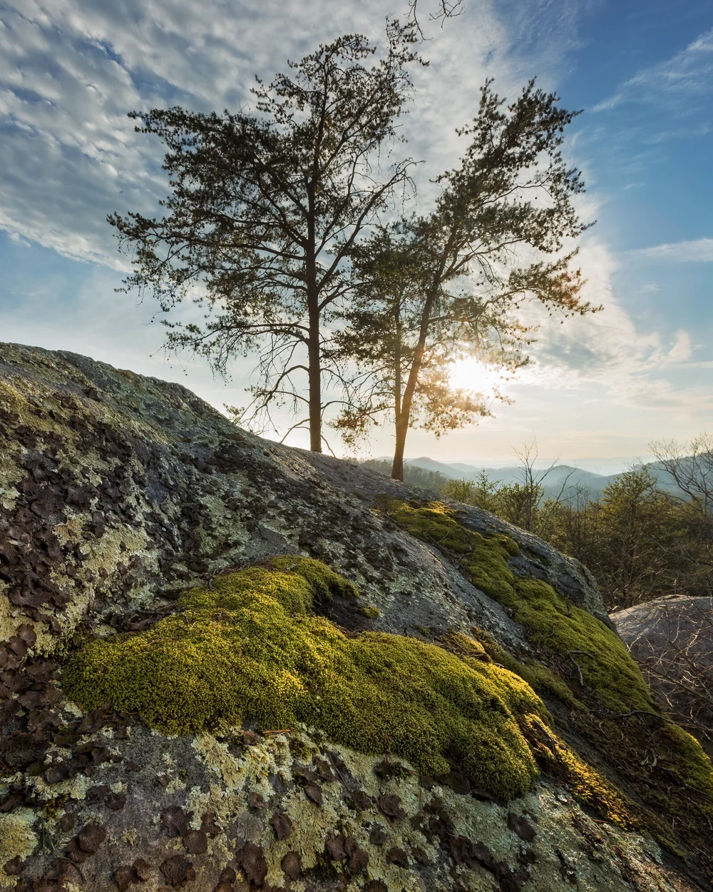 Nine Times Forest — Naturaland Trust