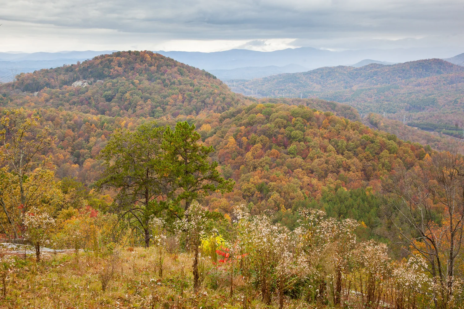 Nine Times Forest — Naturaland Trust