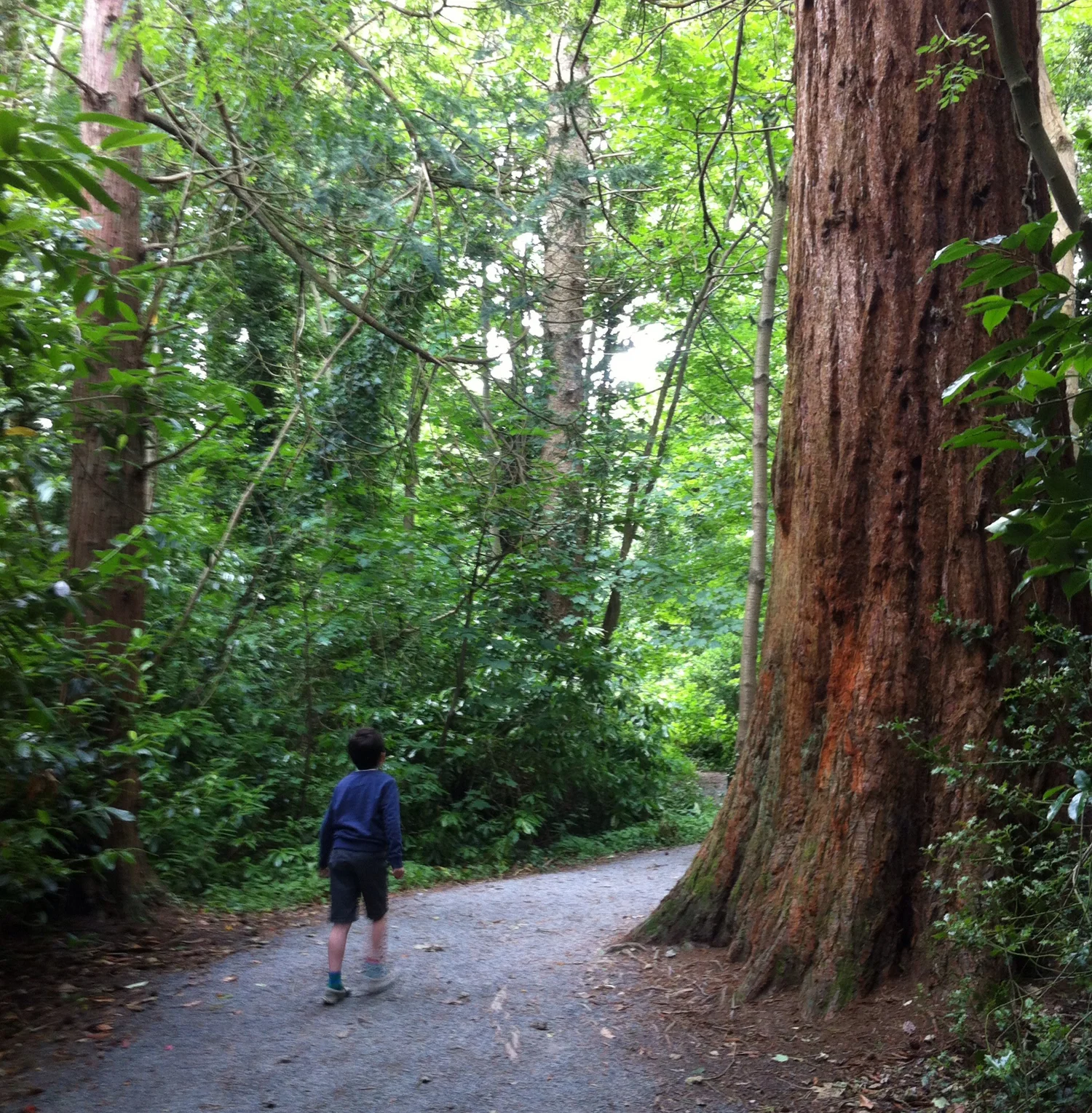 Another Day Trip Destination: Kilbroney Park Narnia Trail — The World ...