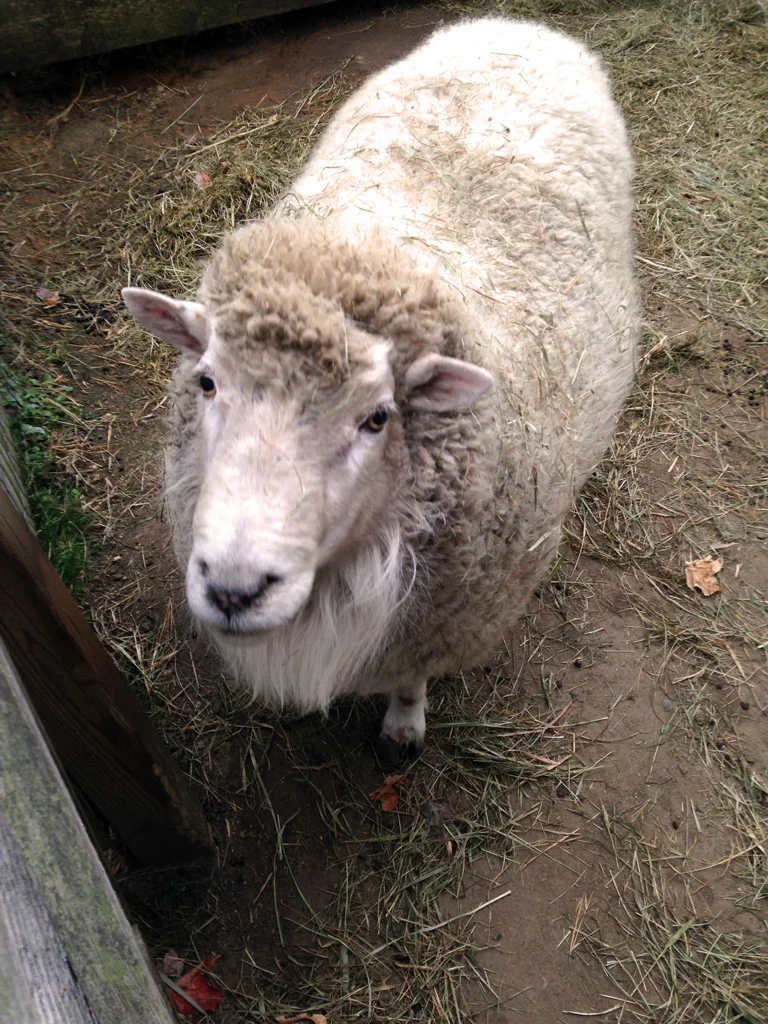 Smiling Hill Farm with the Gilligans — Tori Holmes-Kirk