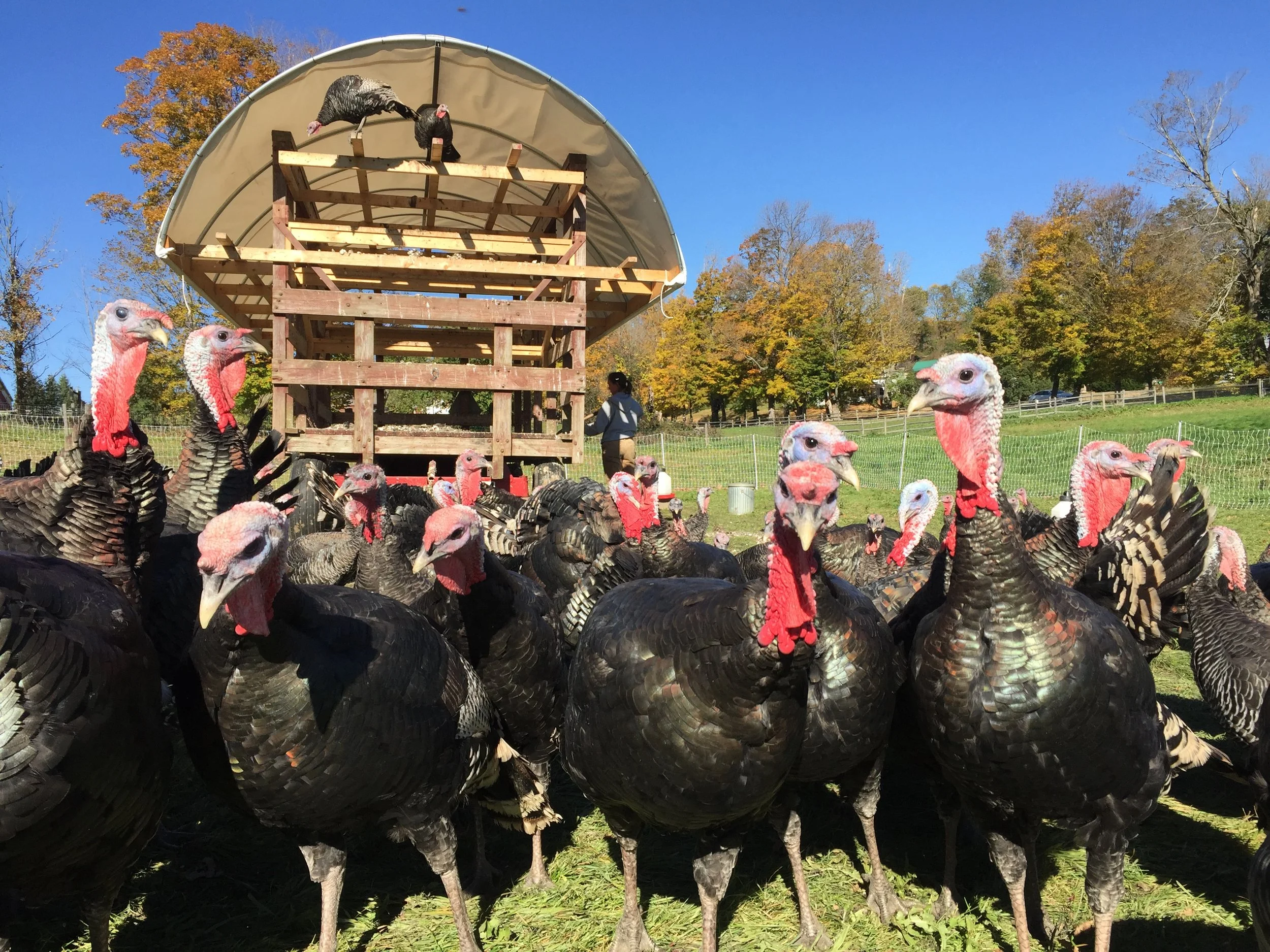 Farm Turkey Vs Wild Turkey