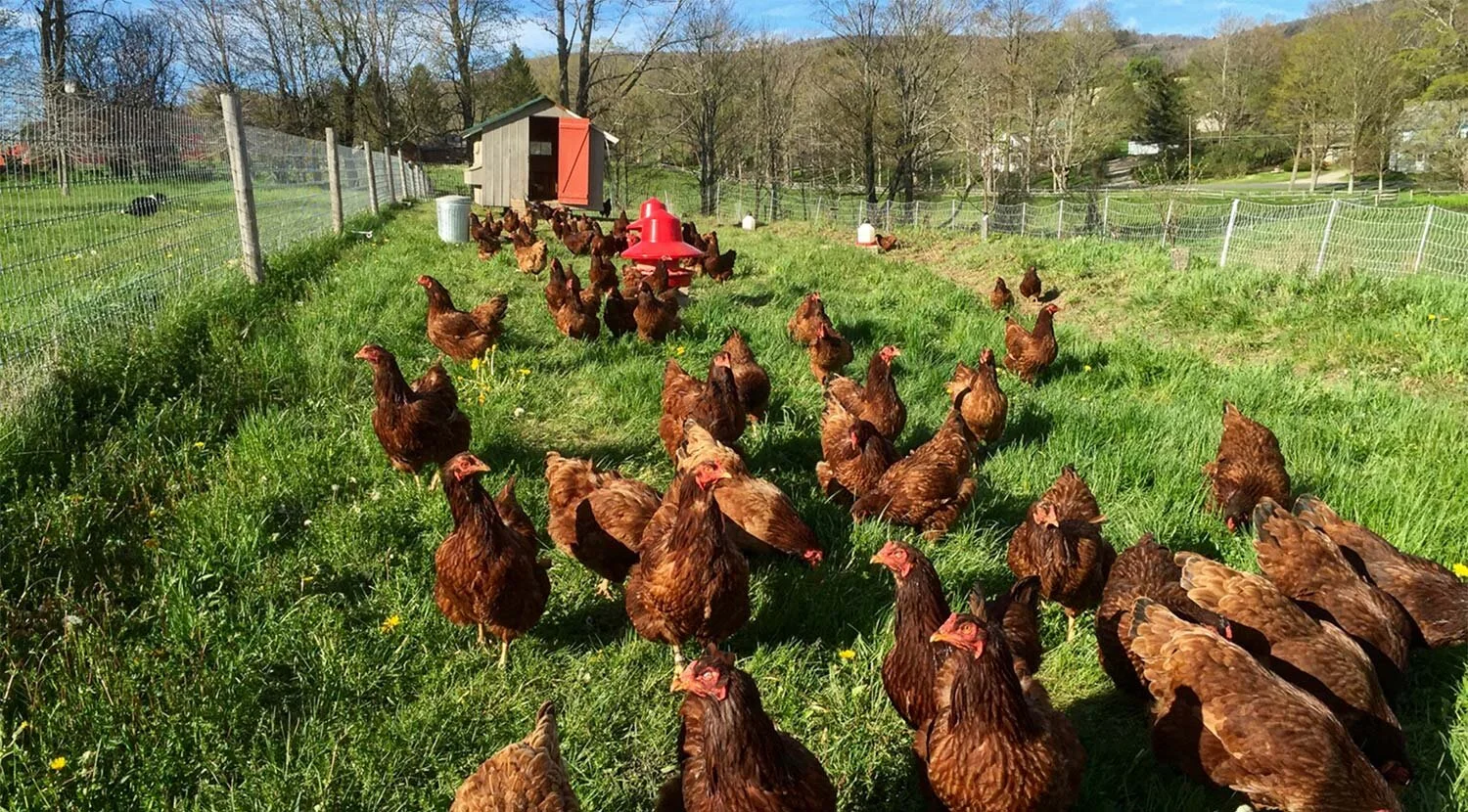 Red Shirt Farm
