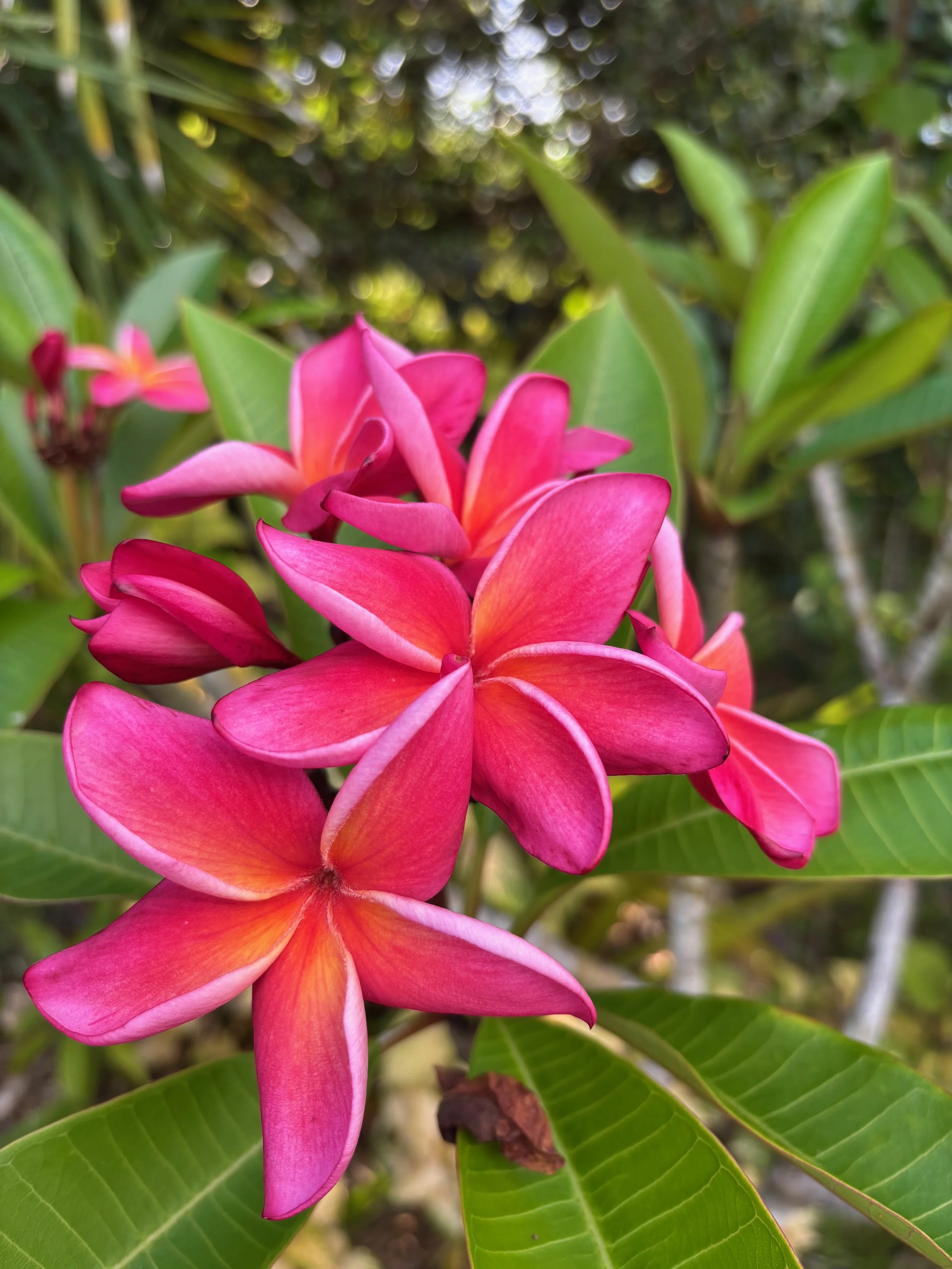 Plumeria rubra 'Katie Moragne' — Vintage Green Farms with Tom Piergrossi