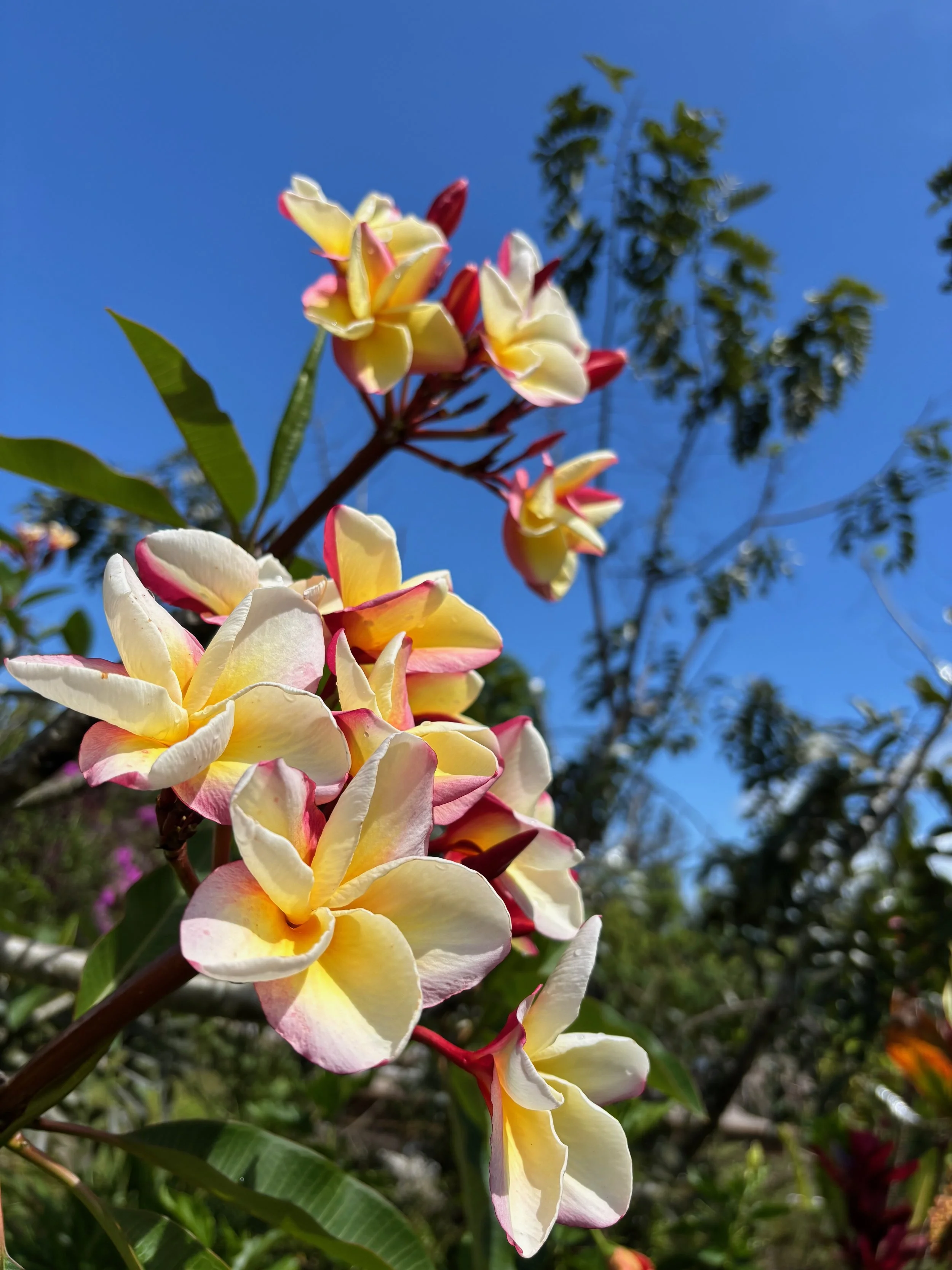 Plumeria rubra 'Vera Cruz Rose' — Vintage Green Farms with Tom Piergrossi
