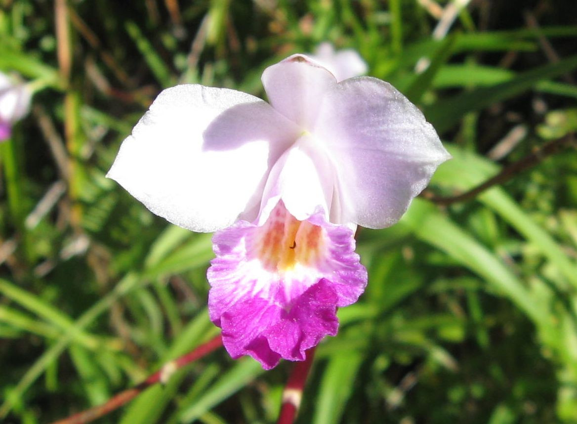 Arundina bambusifolia — Vintage Green Farms with Tom Piergrossi