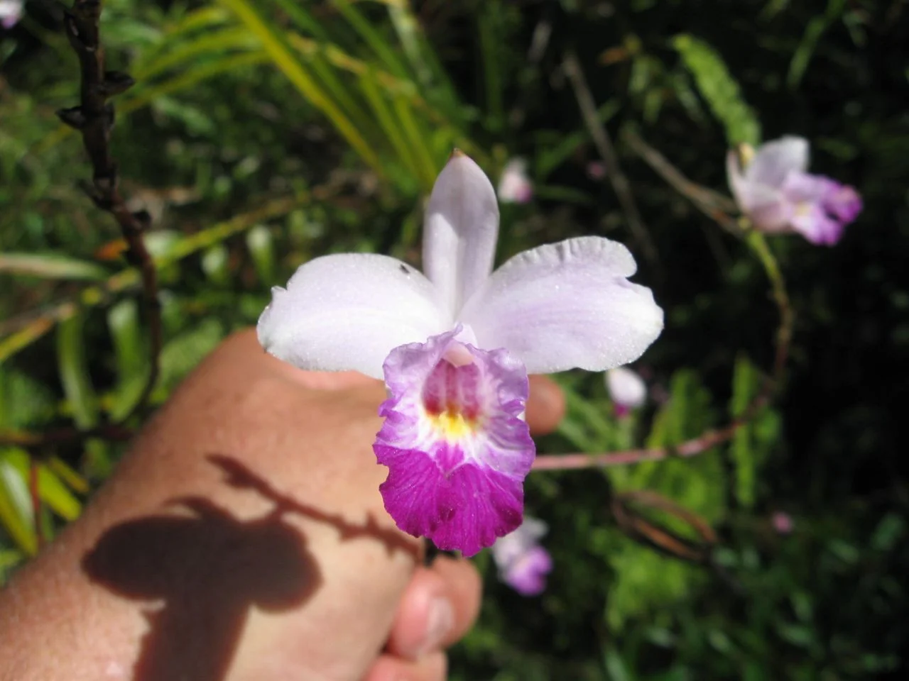 Arundina bambusifolia — Vintage Green Farms with Tom Piergrossi