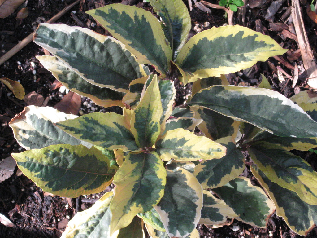 Clerodendrum quadriloculare variegata — Vintage Green Farms with Tom ...