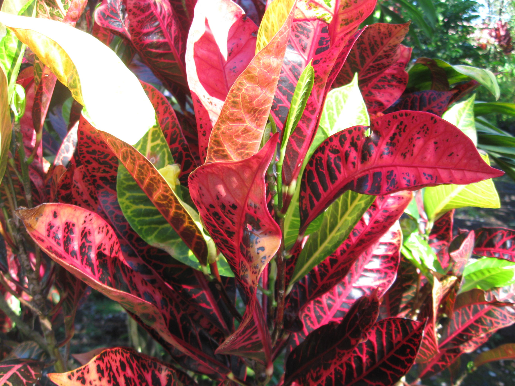 Crotons — Vintage Green Farms with Tom Piergrossi