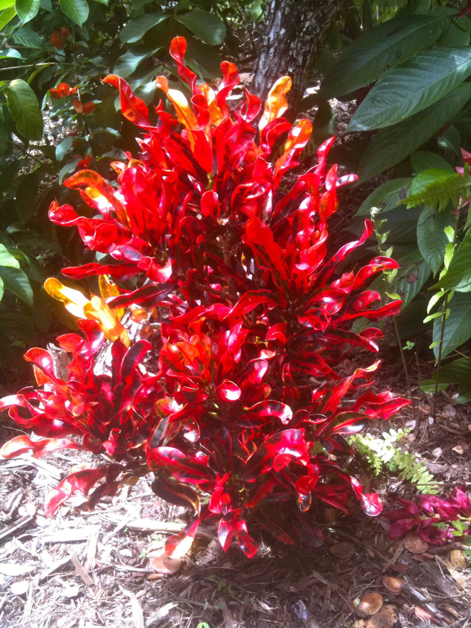 Codiaeum 'Mammy' — Vintage Green Farms with Tom Piergrossi