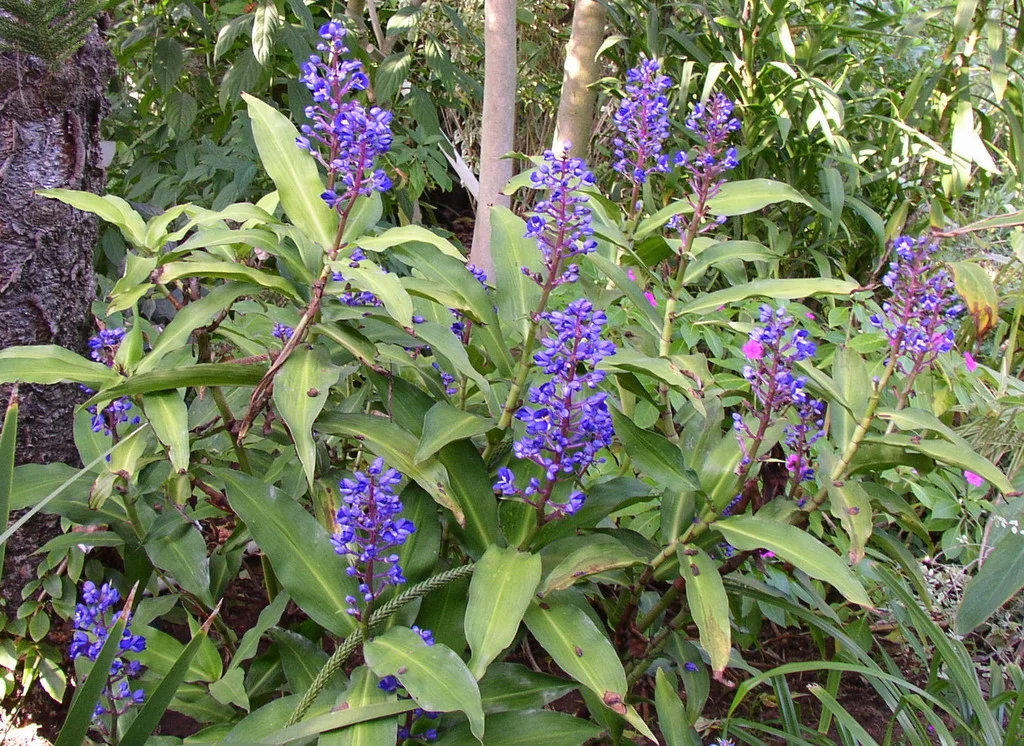 Dichorisandra thyrsiflora — Vintage Green Farms with Tom Piergrossi