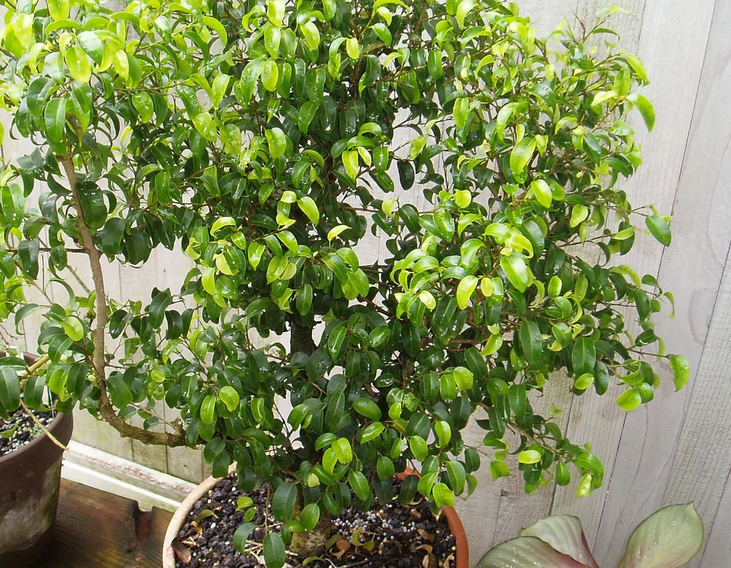 Ficus benjamina 'Too Little' — Vintage Green Farms with Tom Piergrossi