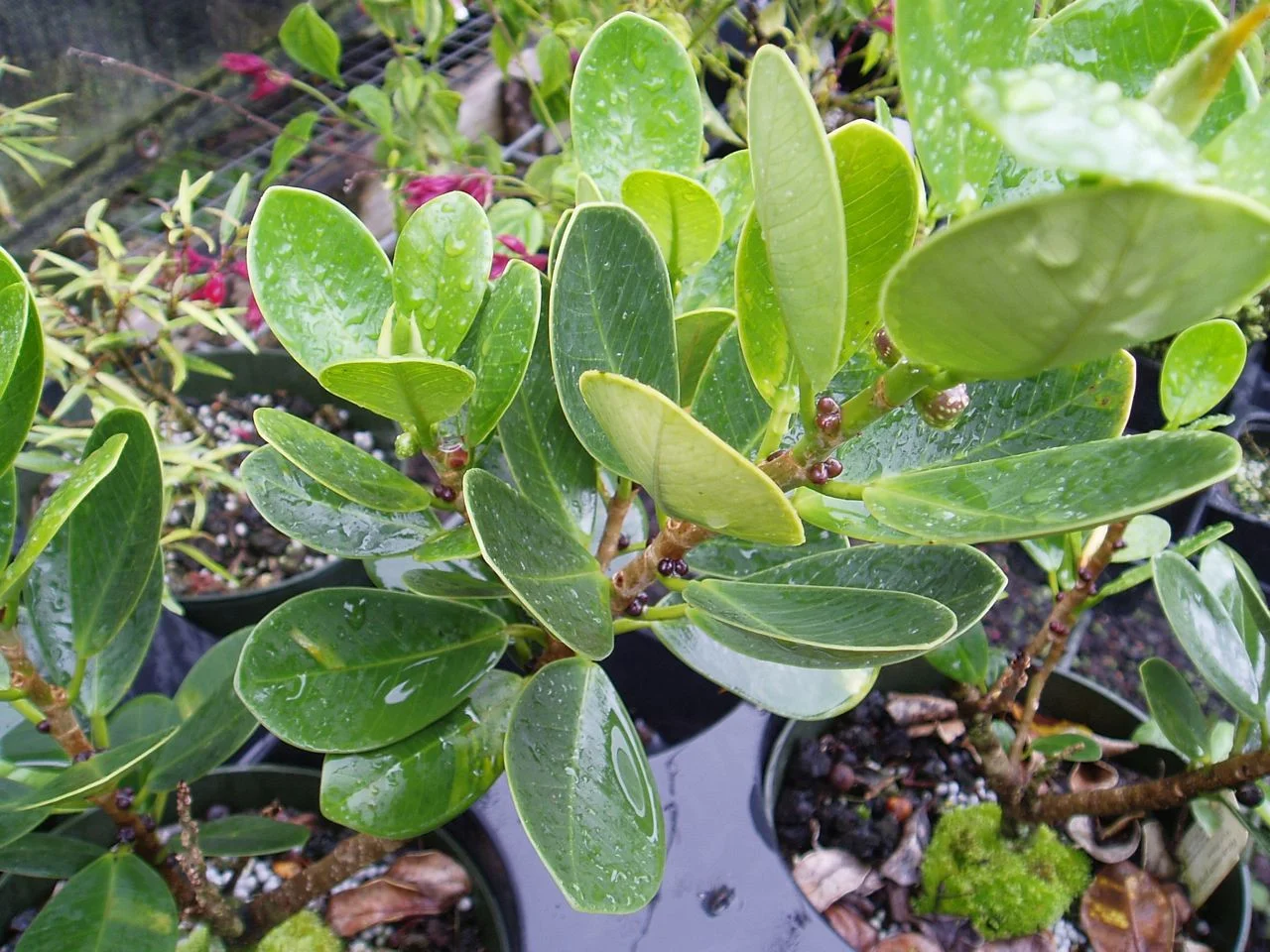 Ficus microcarpa var. crassifolia 'Green Mound' — Vintage Green Farms ...