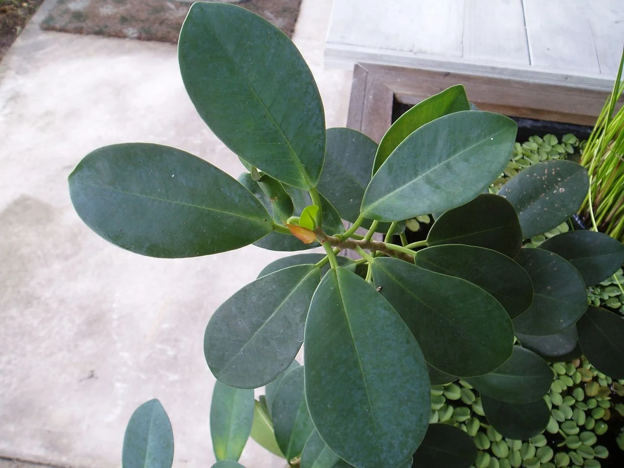 Ficus microcarpa var. crassifolia 'Green Mound' — Vintage Green Farms ...