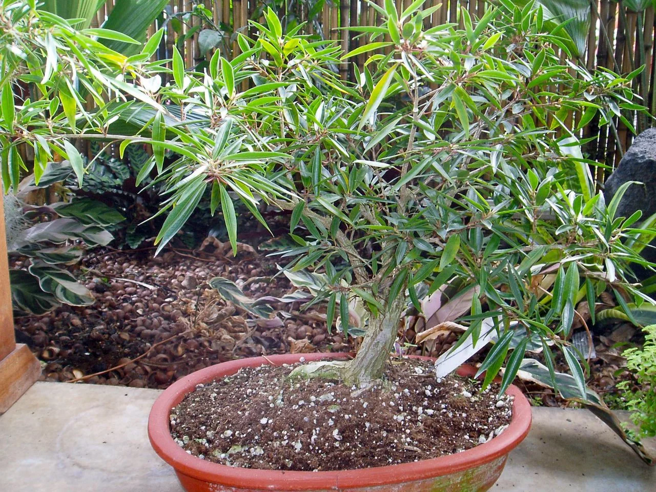 Ficus salicaria (F. subulata) — Vintage Green Farms with Tom Piergrossi