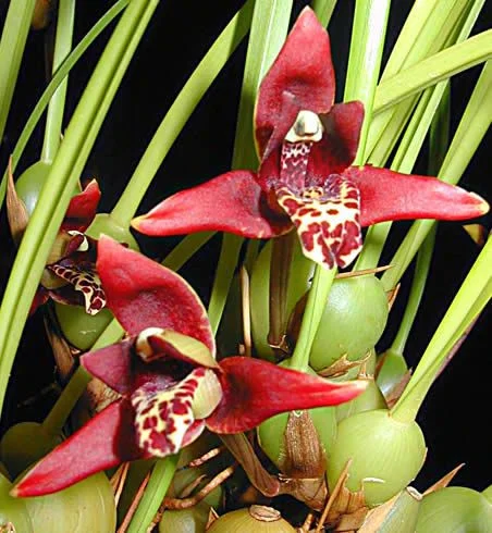 Maxillaria tenuifolia — Vintage Green Farms with Tom Piergrossi