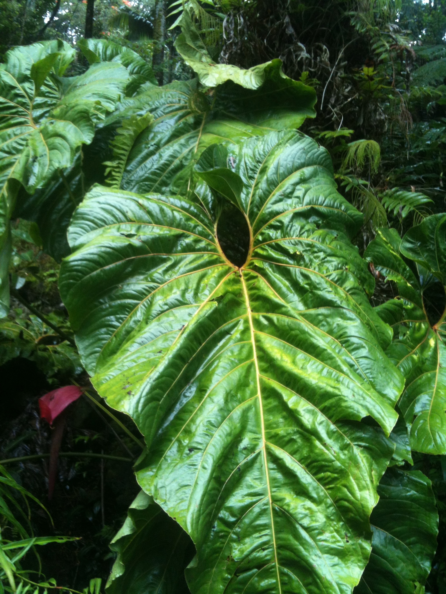 Aroids - Anthurium — Vintage Green Farms with Tom Piergrossi