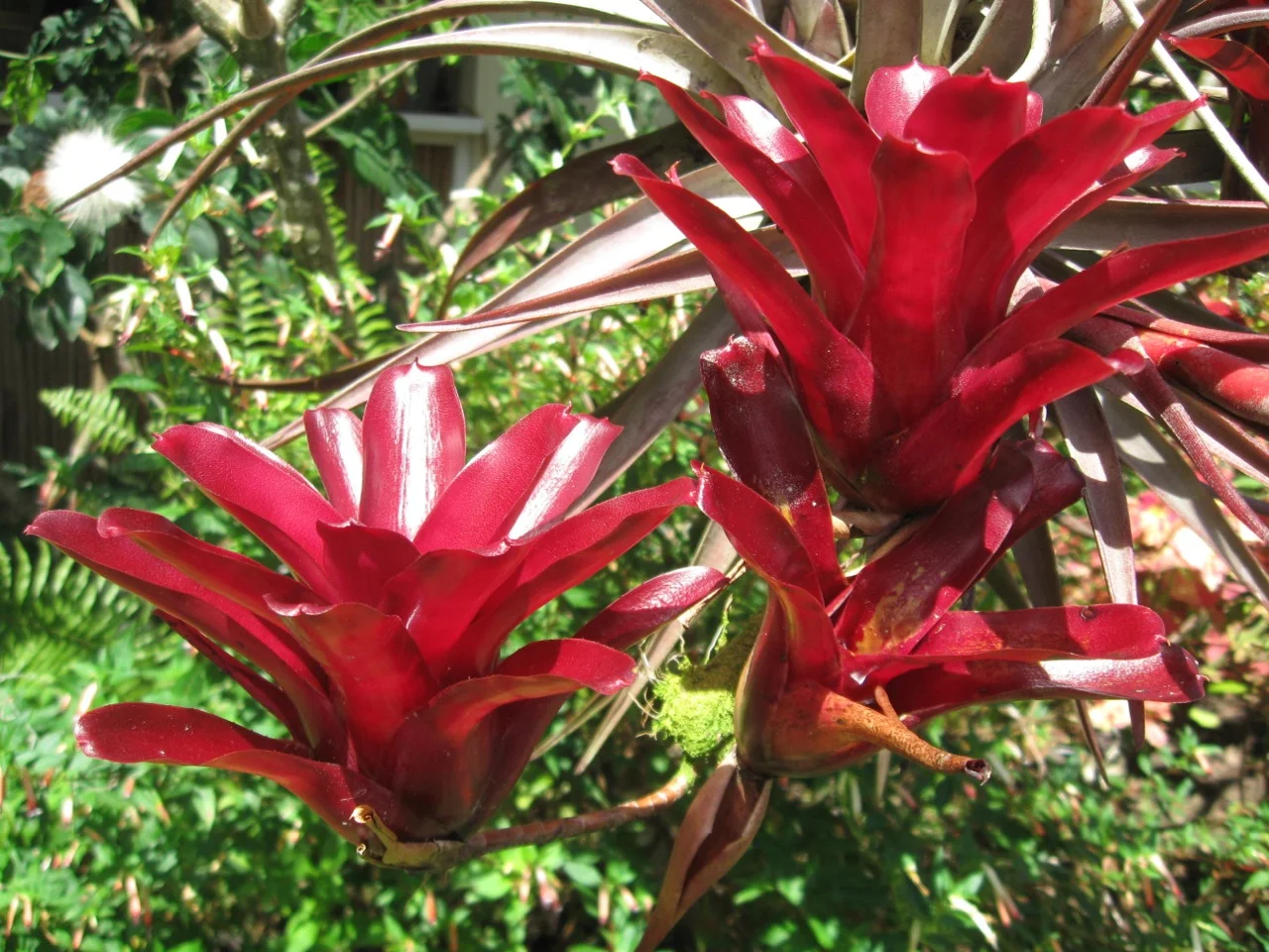 Neoregelia schultsiana 'Fireball' — Vintage Green Farms with Tom Piergrossi
