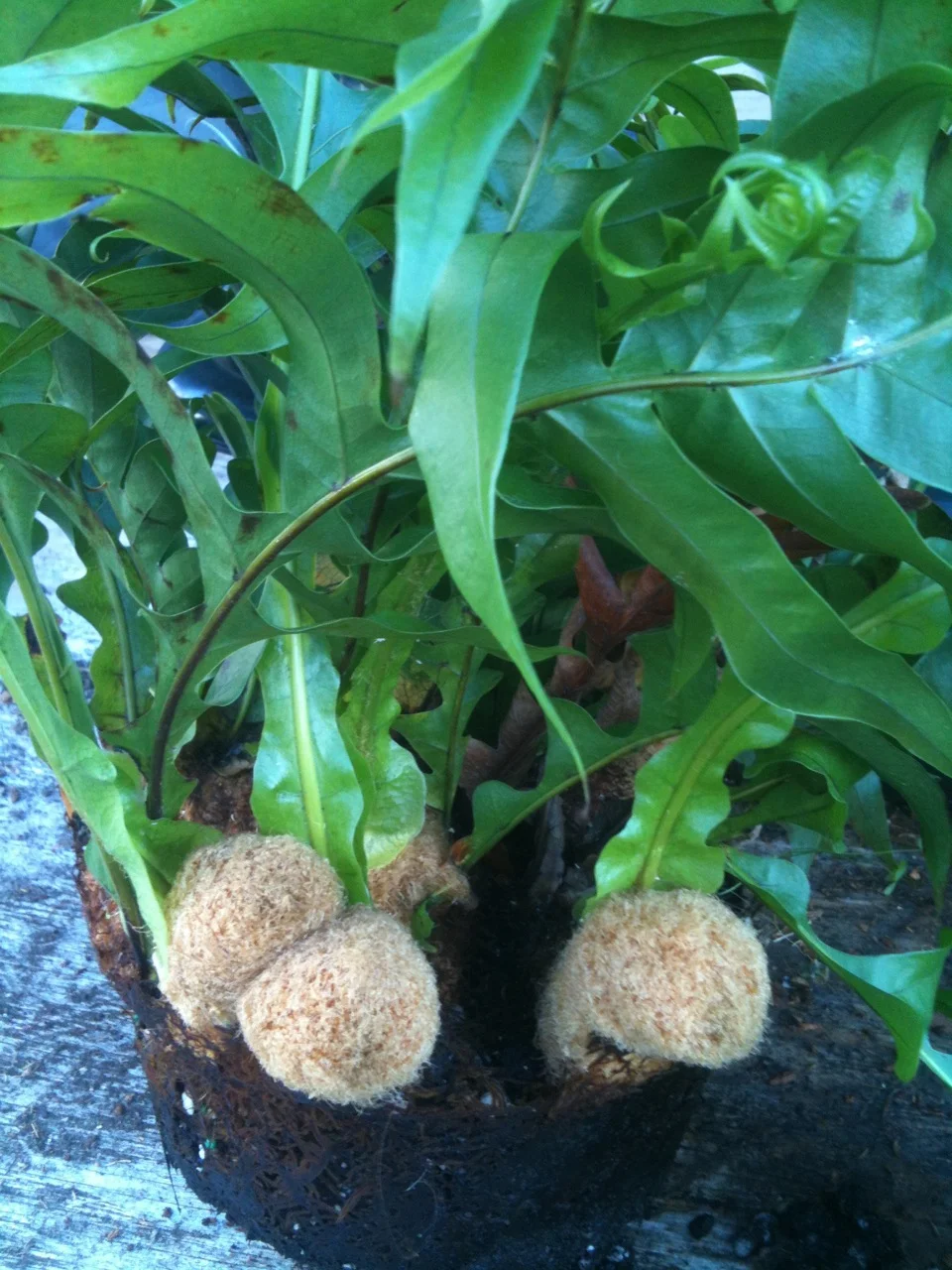 Aglaomorpha meyeniana — Vintage Green Farms with Tom Piergrossi