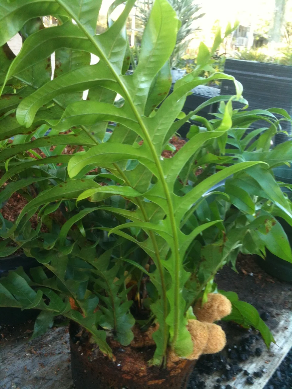 Aglaomorpha meyeniana — Vintage Green Farms with Tom Piergrossi