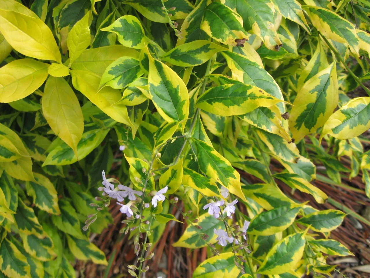 Duranta — Vintage Green Farms with Tom Piergrossi