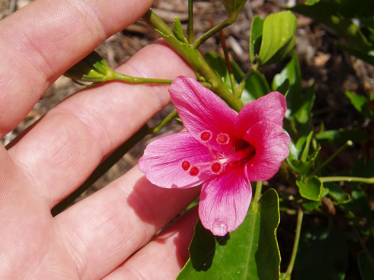 Hibiscus rosa-sinensis 'Candy Pink' — Vintage Green Farms with Tom ...