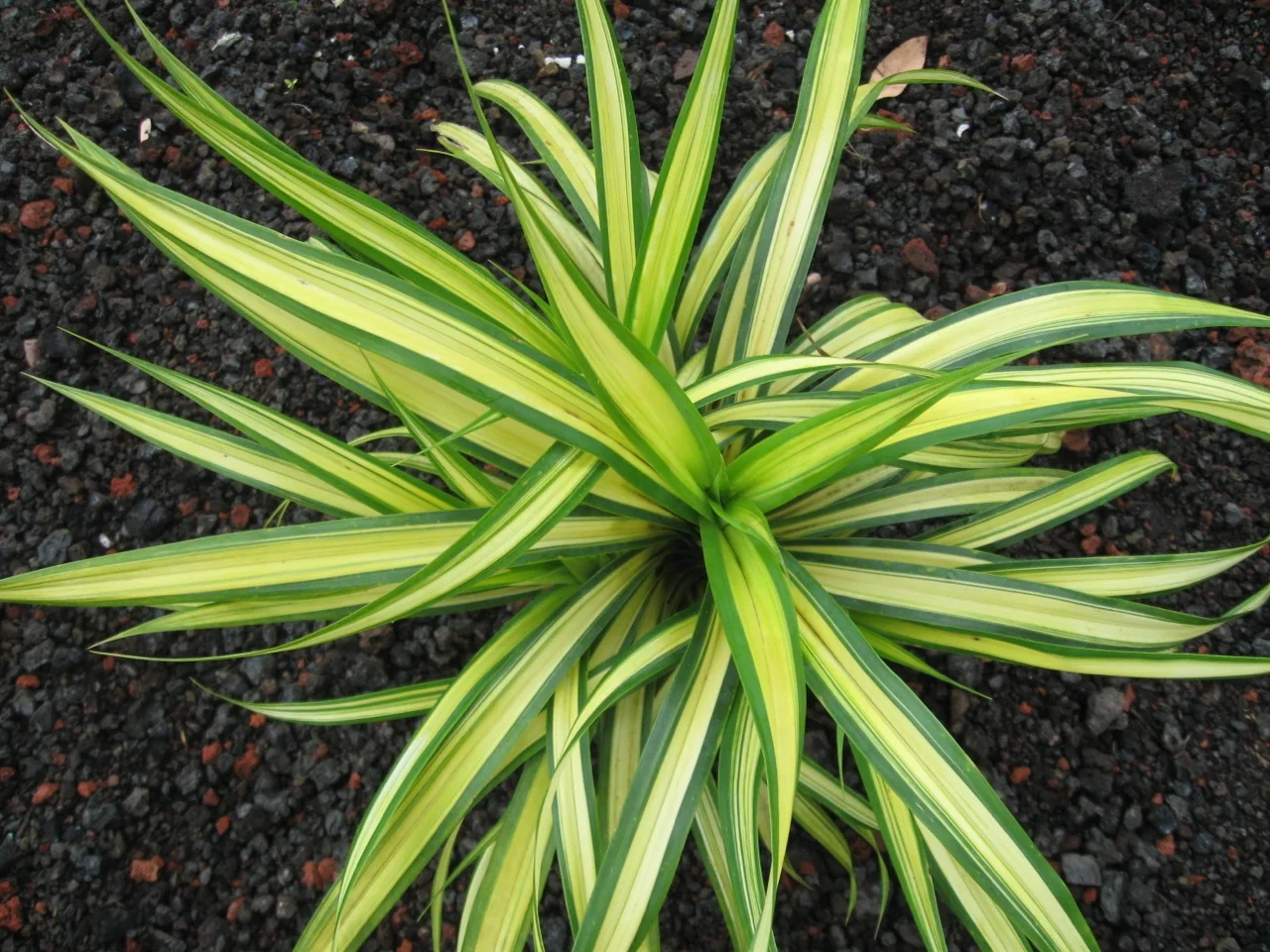 Pandanus baptistii (sanderi) (compact golden form) — Vintage Green ...
