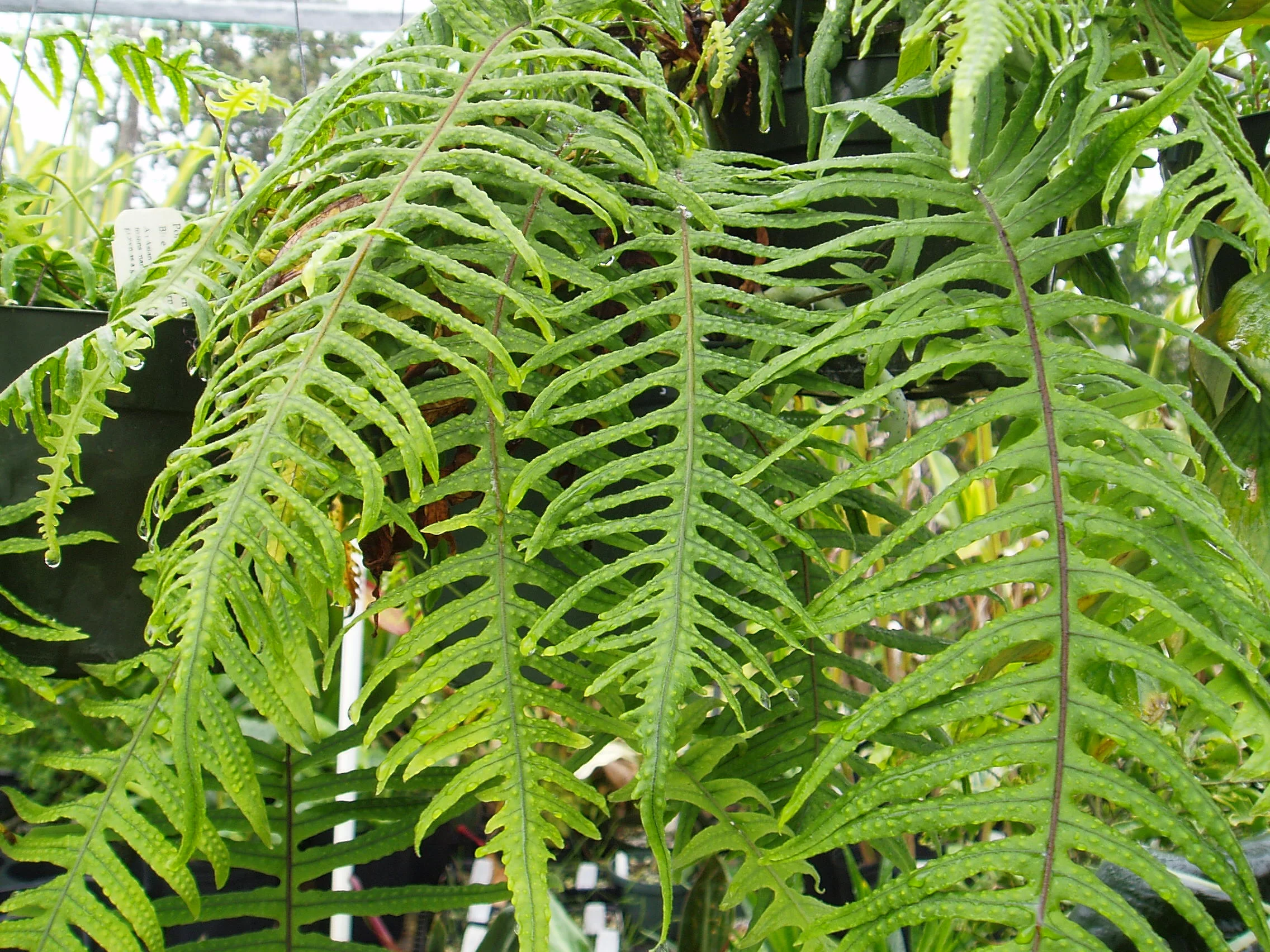 Polypodium formosanum — Vintage Green Farms with Tom Piergrossi