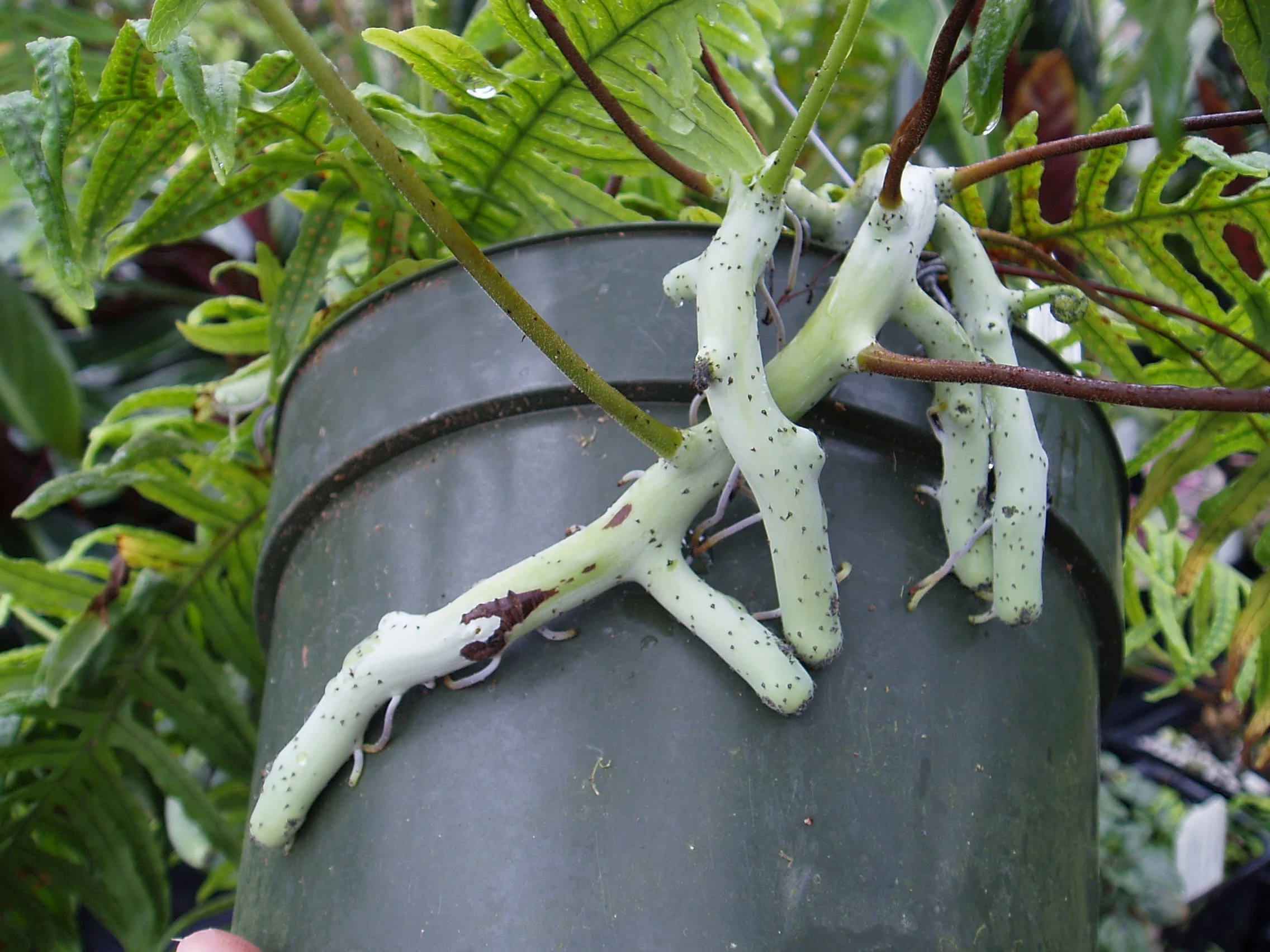 Polypodium formosanum — Vintage Green Farms with Tom Piergrossi